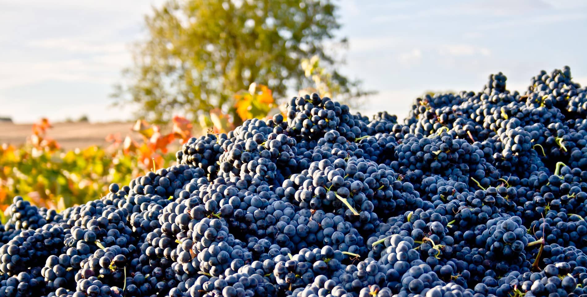 Οινοποιείο στο Ηράκλειο Κρήτης | Silva Wines